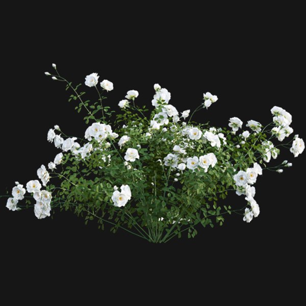 3D Bundle 08 – Rose garden model - TurboSquid 1734272