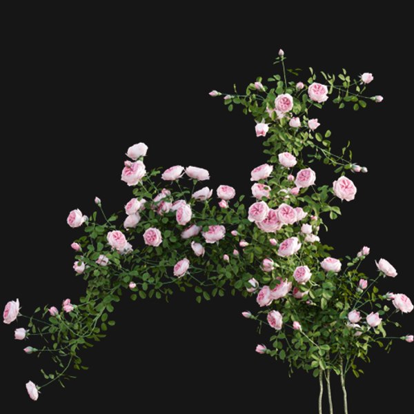 3D Bundle 08 – Rose garden model - TurboSquid 1734272