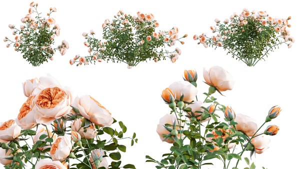 3D Bundle 08 – Rose garden model - TurboSquid 1734272