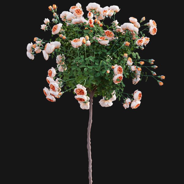 3D Bundle 08 – Rose garden model - TurboSquid 1734272