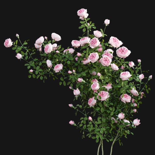 3D Bundle 08 – Rose garden model - TurboSquid 1734272