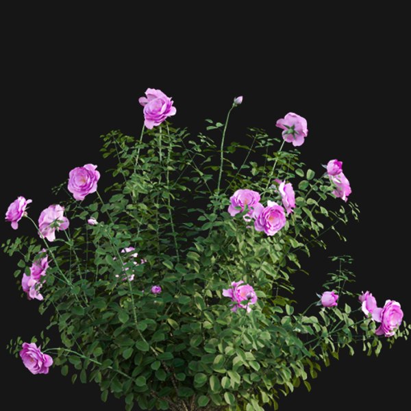 3D Bundle 08 – Rose garden model - TurboSquid 1734272