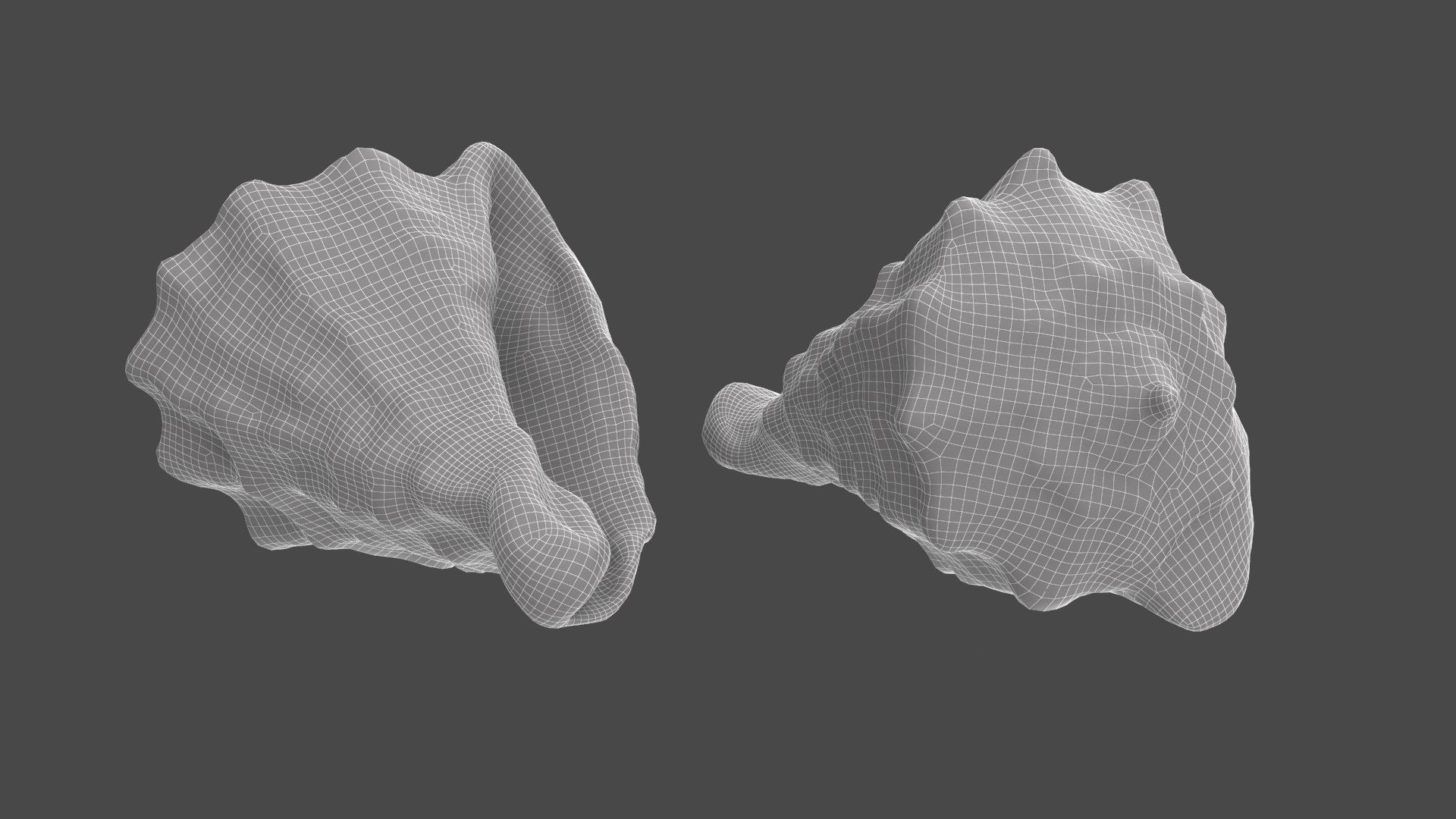Vasum Truncatum Seashell 3D Model - TurboSquid 1732713