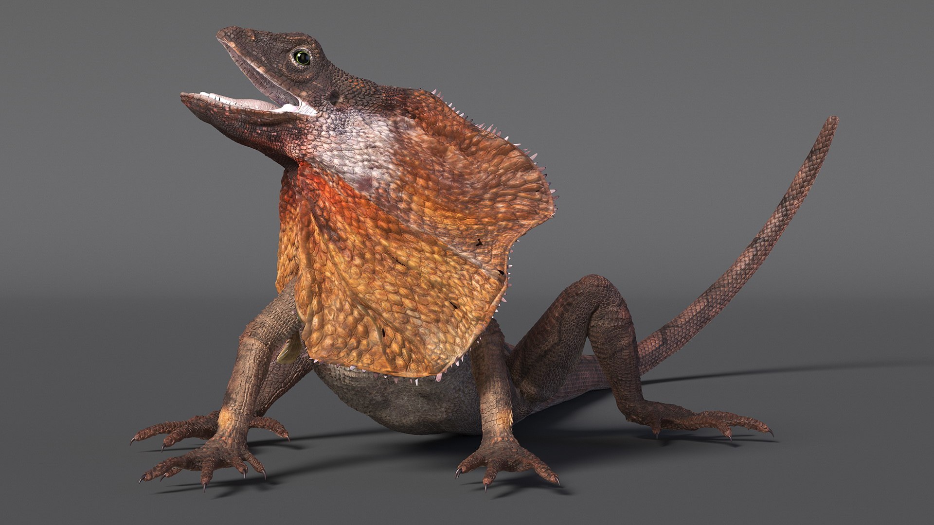 Chlamydosaurus Kingii Angry Pose 3D Model - TurboSquid 2259030
