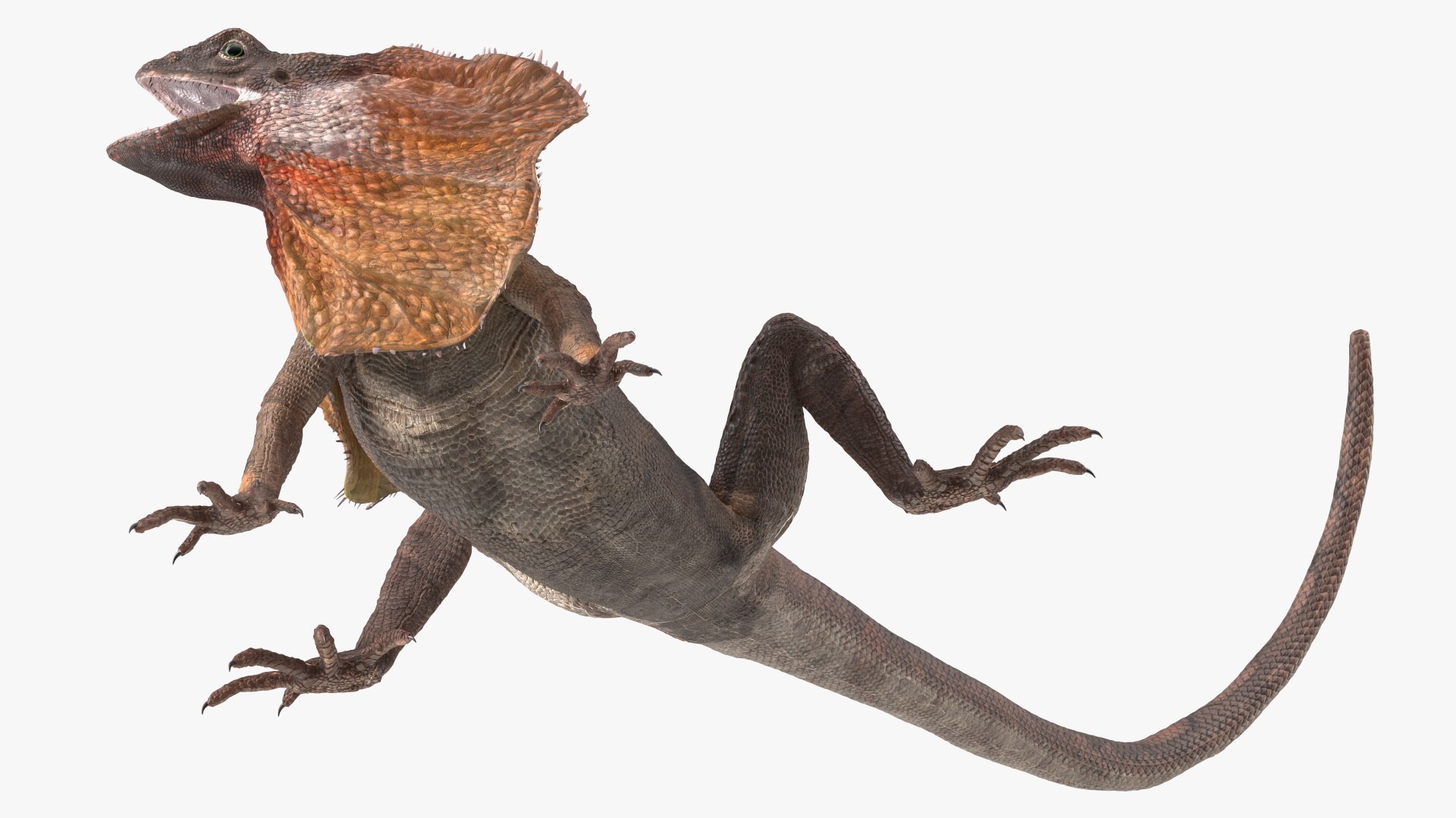 Chlamydosaurus Kingii Angry Pose 3D Model - TurboSquid 2259030