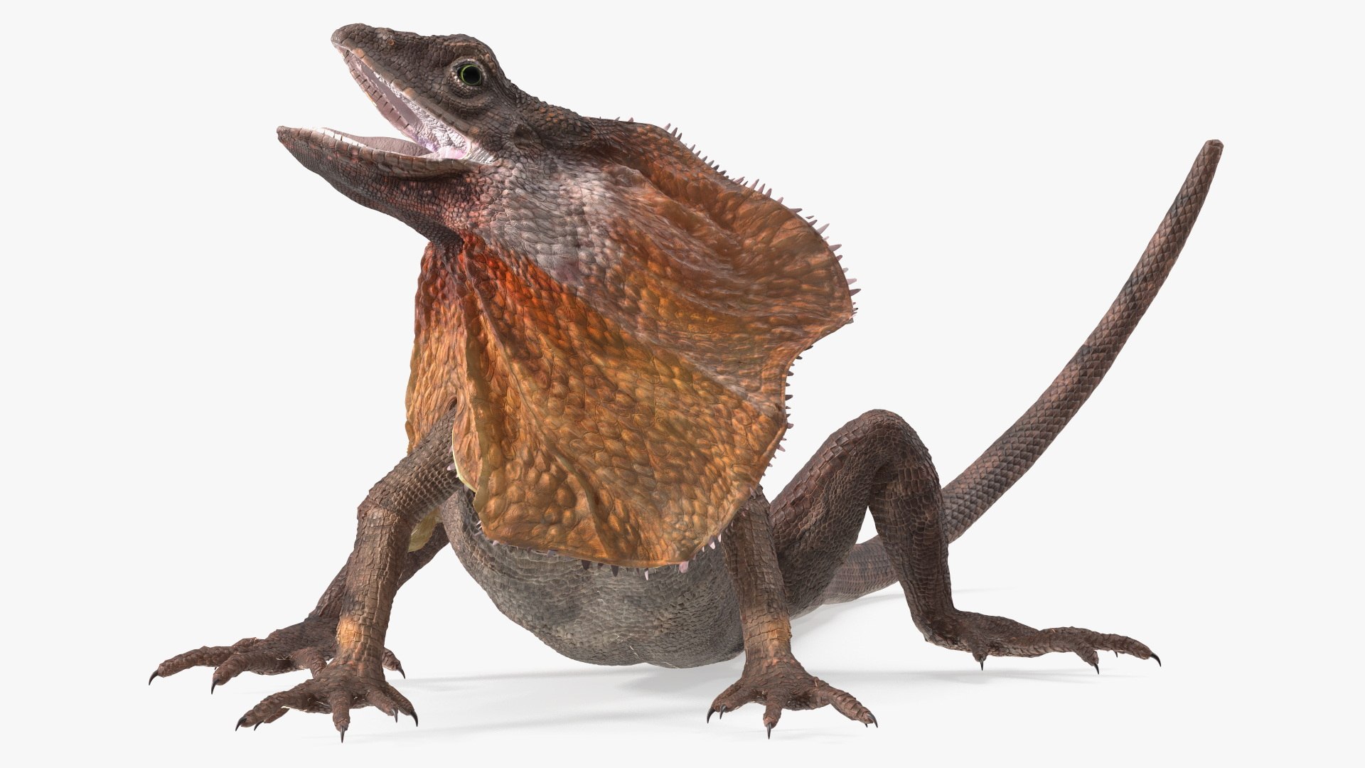 Chlamydosaurus Kingii Angry Pose 3D Model - TurboSquid 2259030