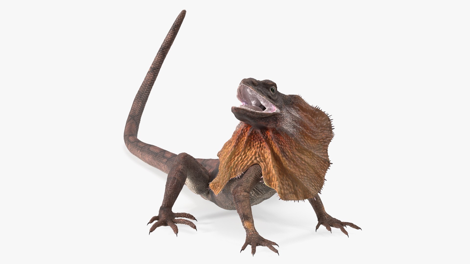 Chlamydosaurus Kingii Angry Pose 3D Model - TurboSquid 2259030