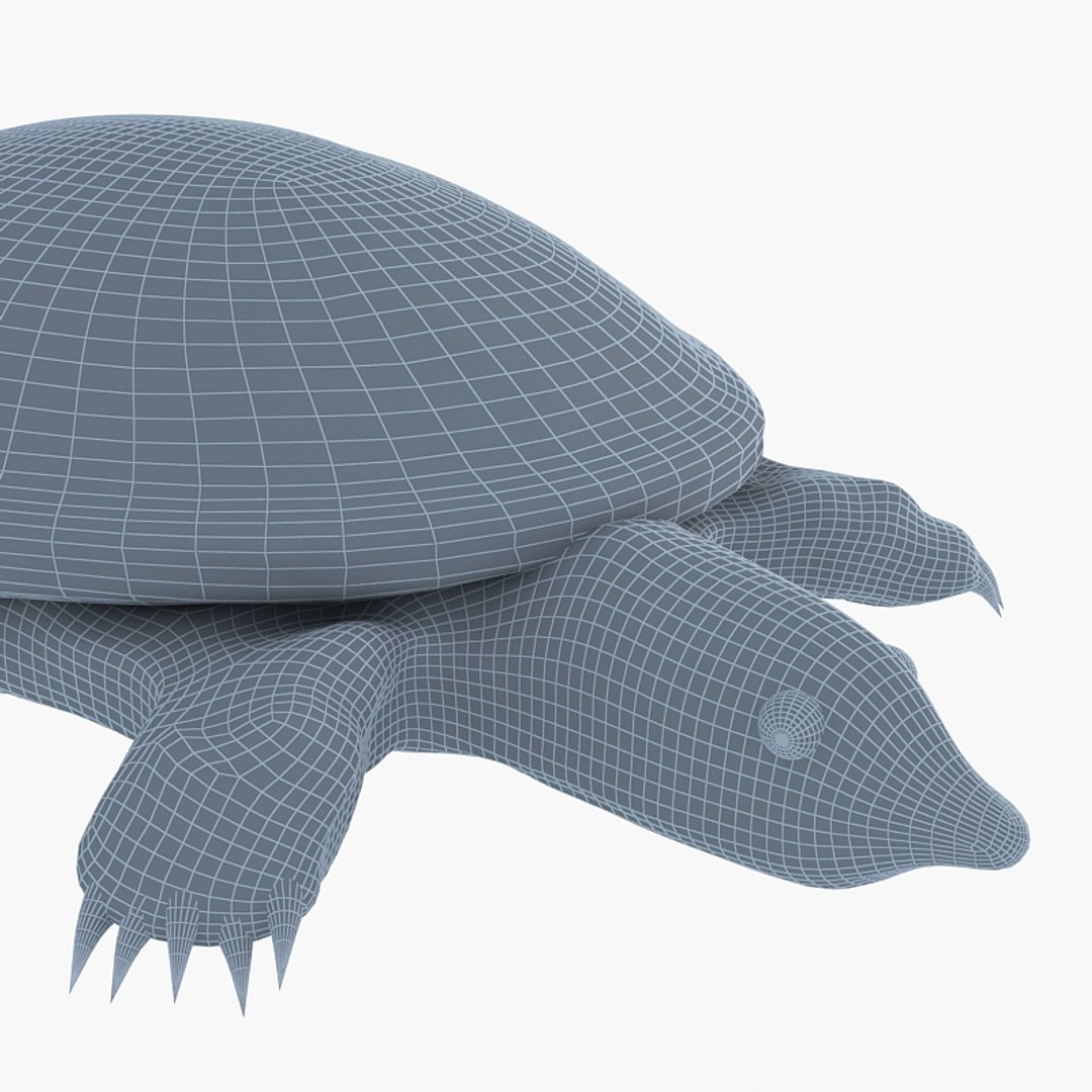 3D Turtle Trionyx Sinensis Model - TurboSquid 1495130
