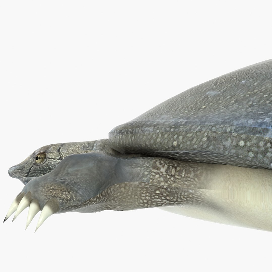 3D Turtle Trionyx Sinensis Model - TurboSquid 1495130