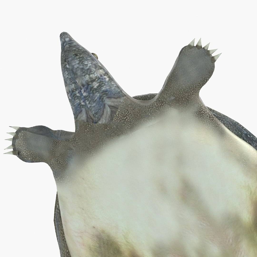 3D Turtle Trionyx Sinensis Model - TurboSquid 1495130
