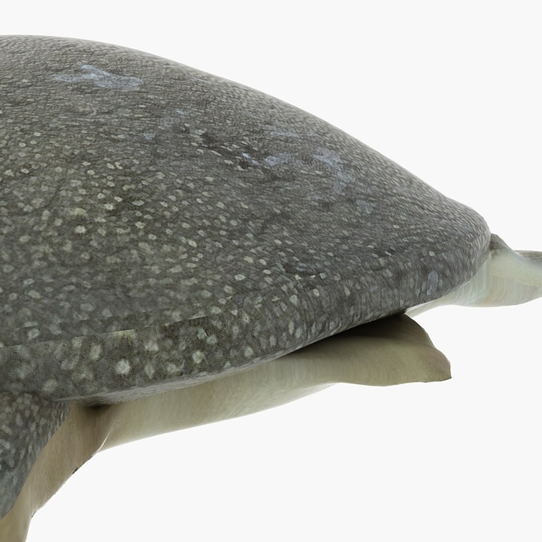 3D Turtle Trionyx Sinensis Model - TurboSquid 1495130