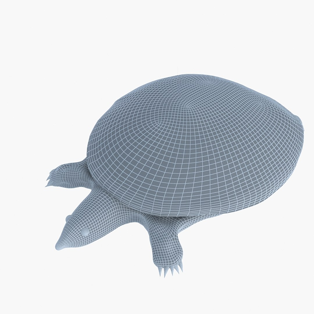 3D Turtle Trionyx Sinensis Model - TurboSquid 1495130