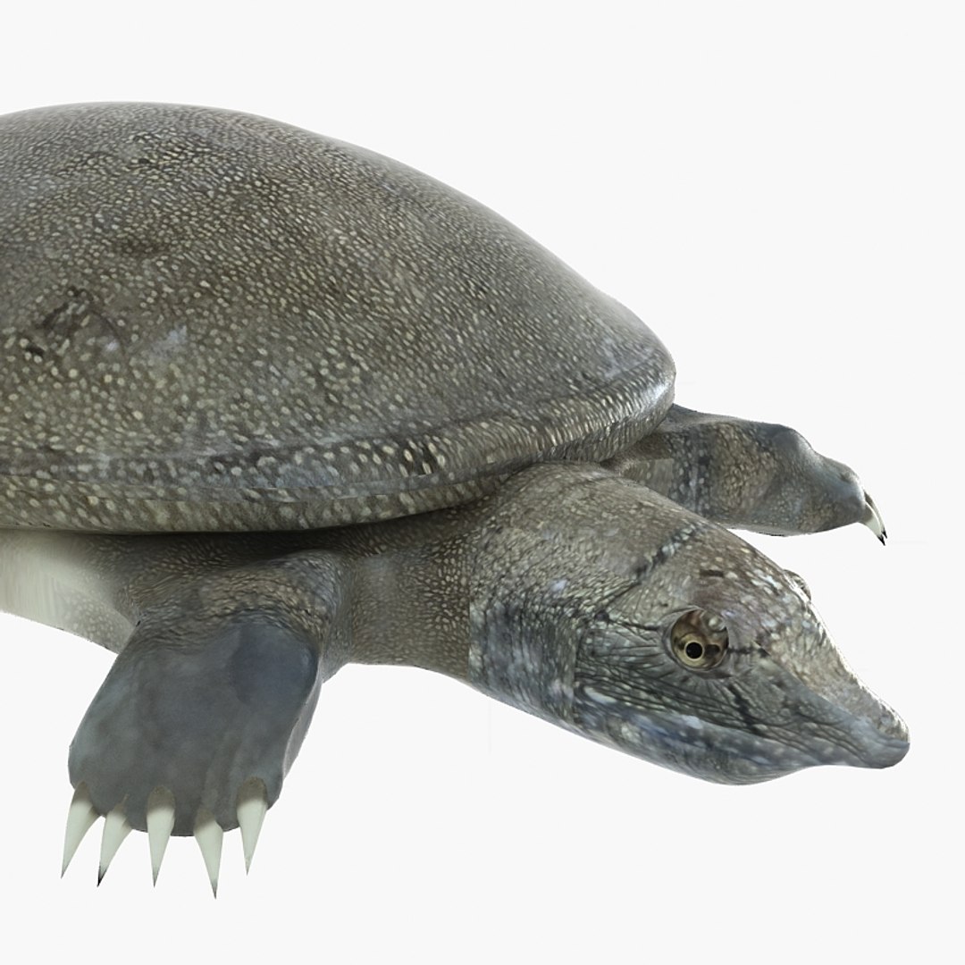 3D Turtle Trionyx Sinensis Model - TurboSquid 1495130