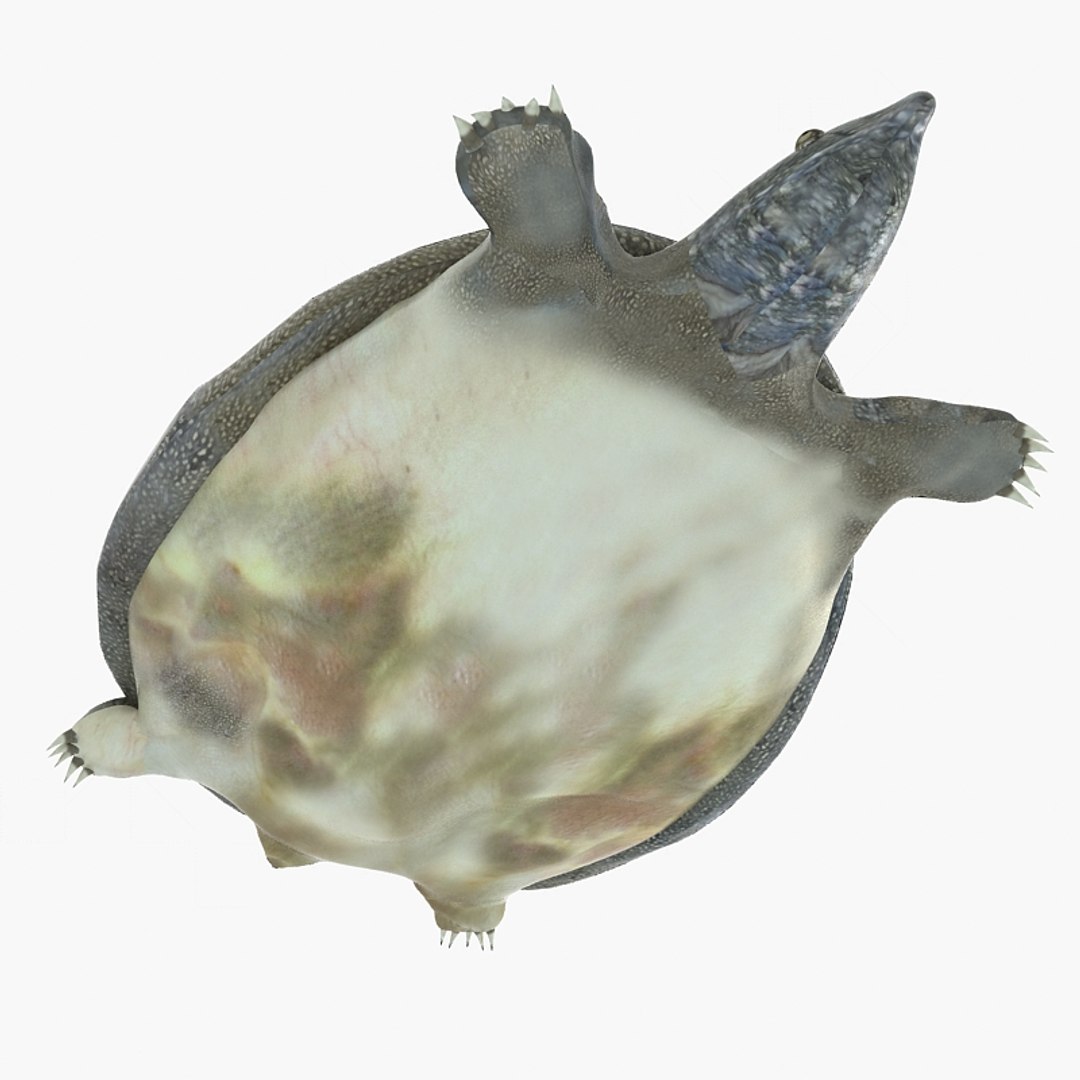 3D Turtle Trionyx Sinensis Model - TurboSquid 1495130