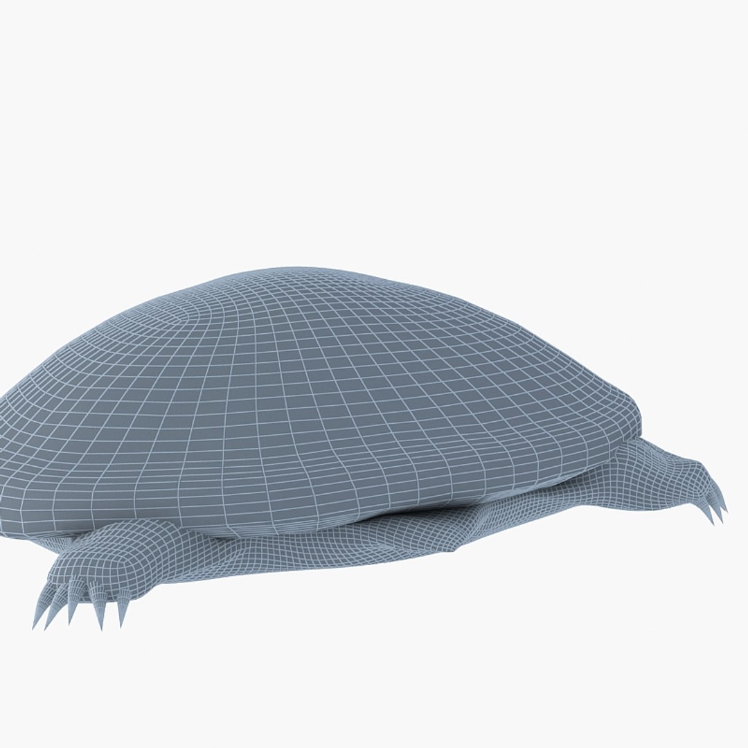 3D Turtle Trionyx Sinensis Model - TurboSquid 1495130
