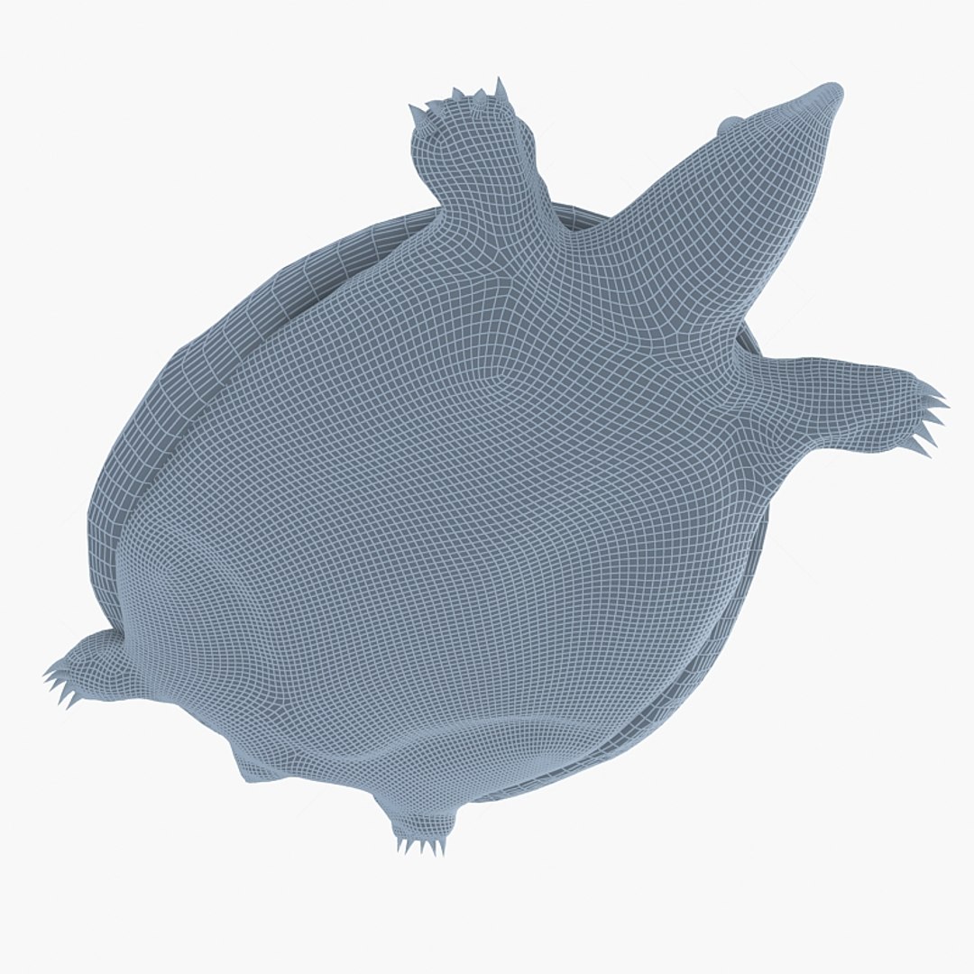 3D Turtle Trionyx Sinensis Model - TurboSquid 1495130