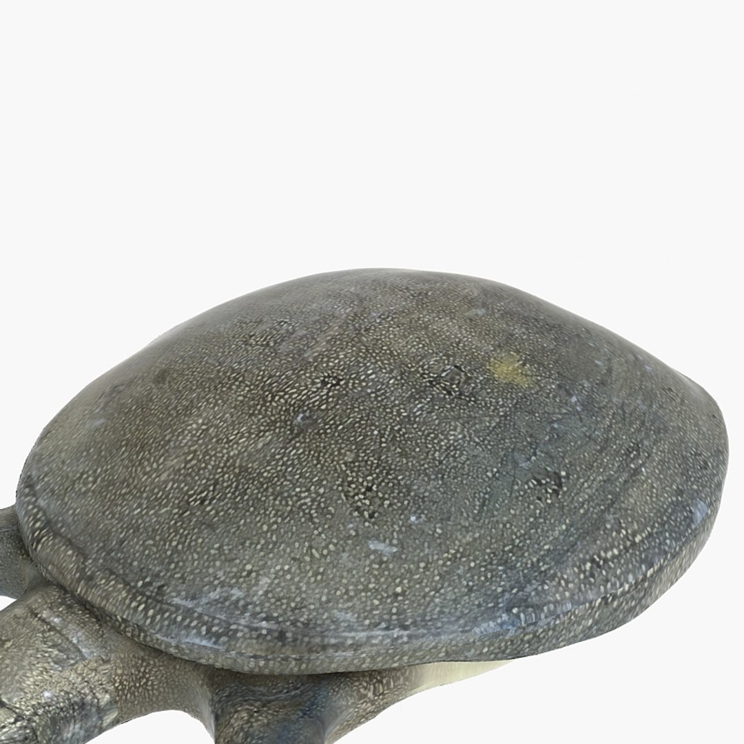 3D Turtle Trionyx Sinensis Model - TurboSquid 1495130