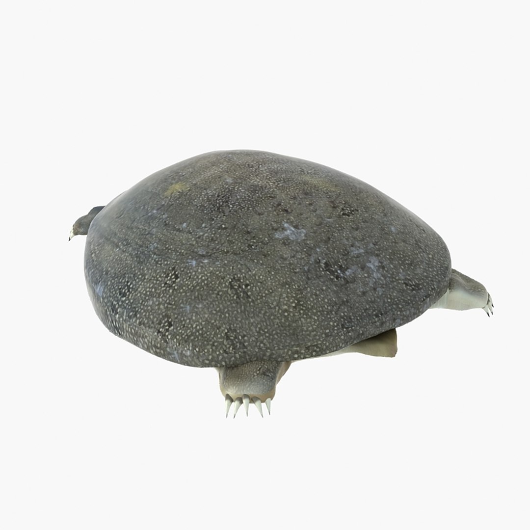 3D Turtle Trionyx Sinensis Model - TurboSquid 1495130