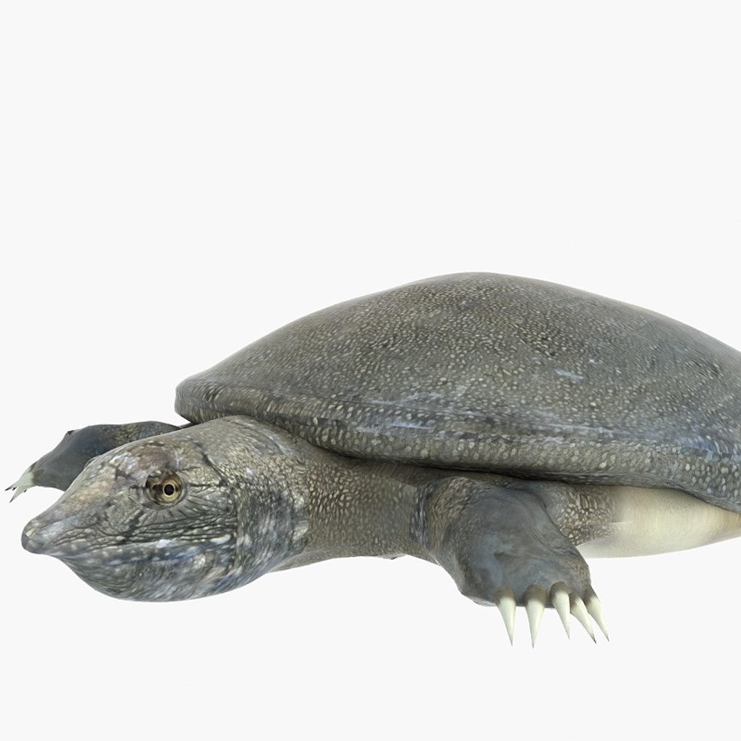 3D Turtle Trionyx Sinensis Model - TurboSquid 1495130