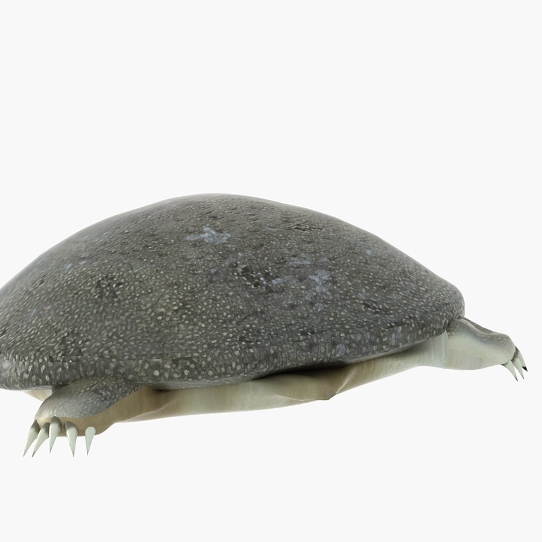 3D Turtle Trionyx Sinensis Model - TurboSquid 1495130