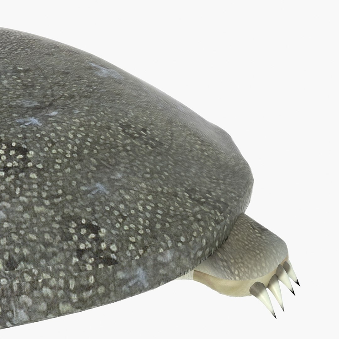 3D Turtle Trionyx Sinensis Model - TurboSquid 1495130