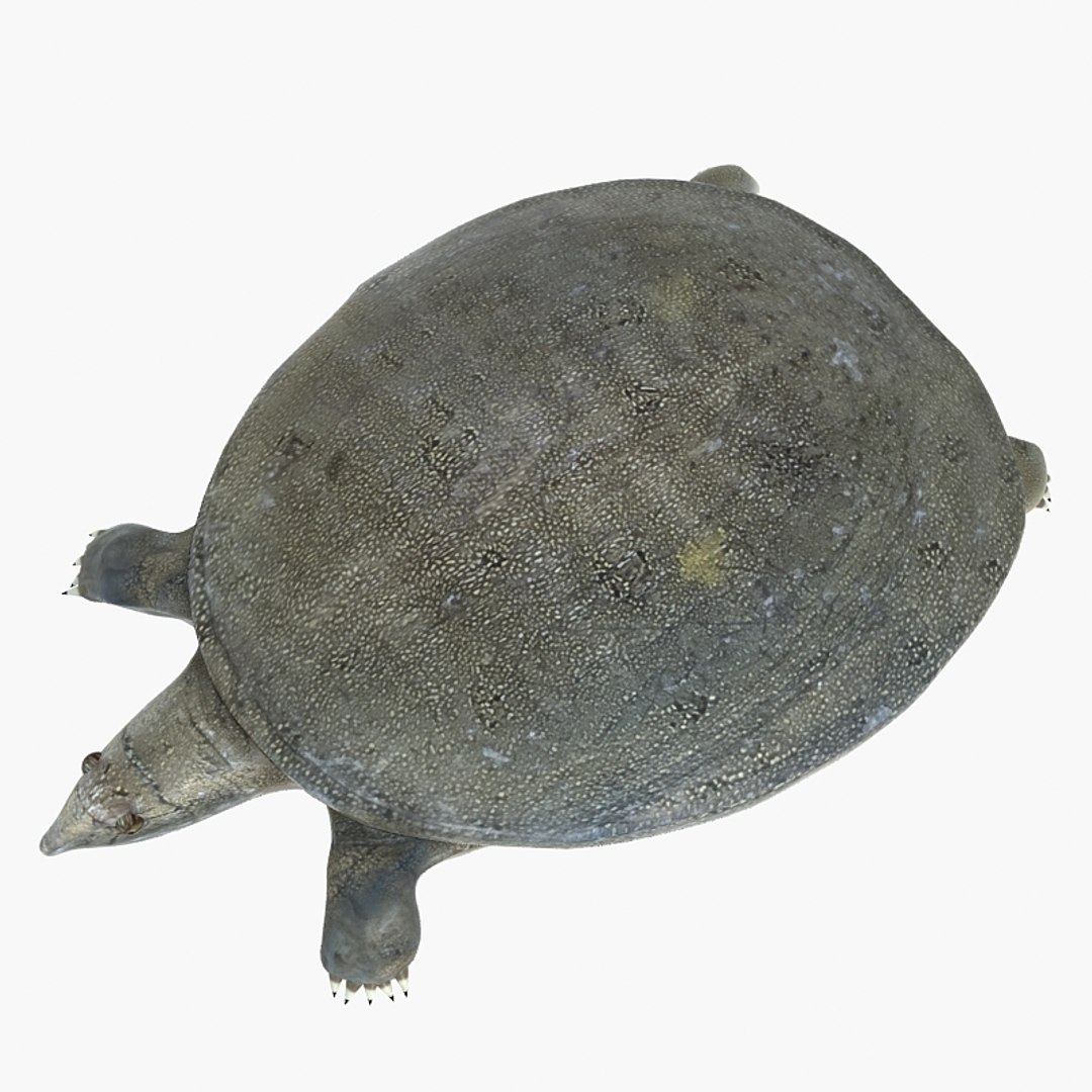 3D Turtle Trionyx Sinensis Model - TurboSquid 1495130