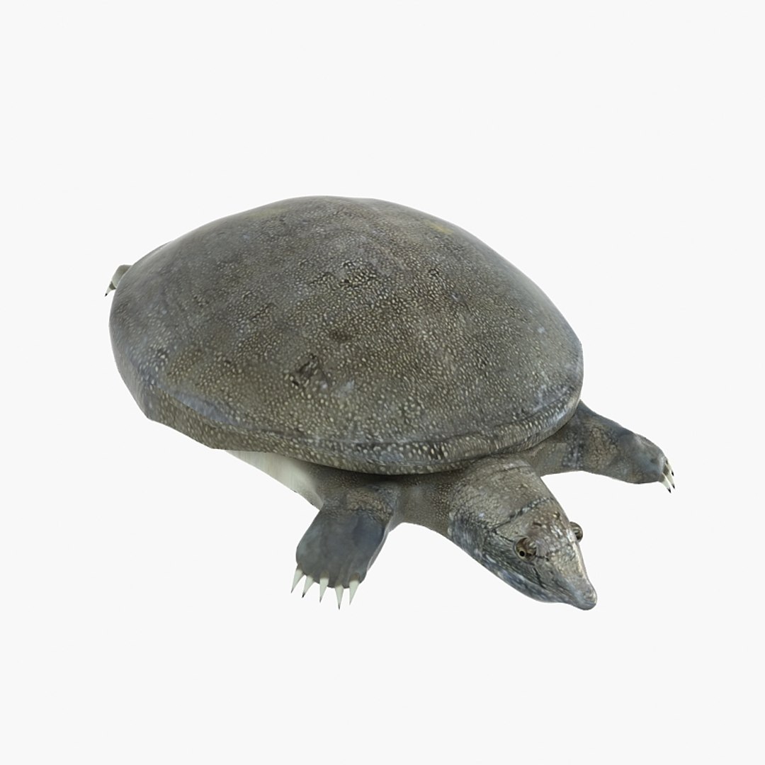 3D Turtle Trionyx Sinensis Model - TurboSquid 1495130