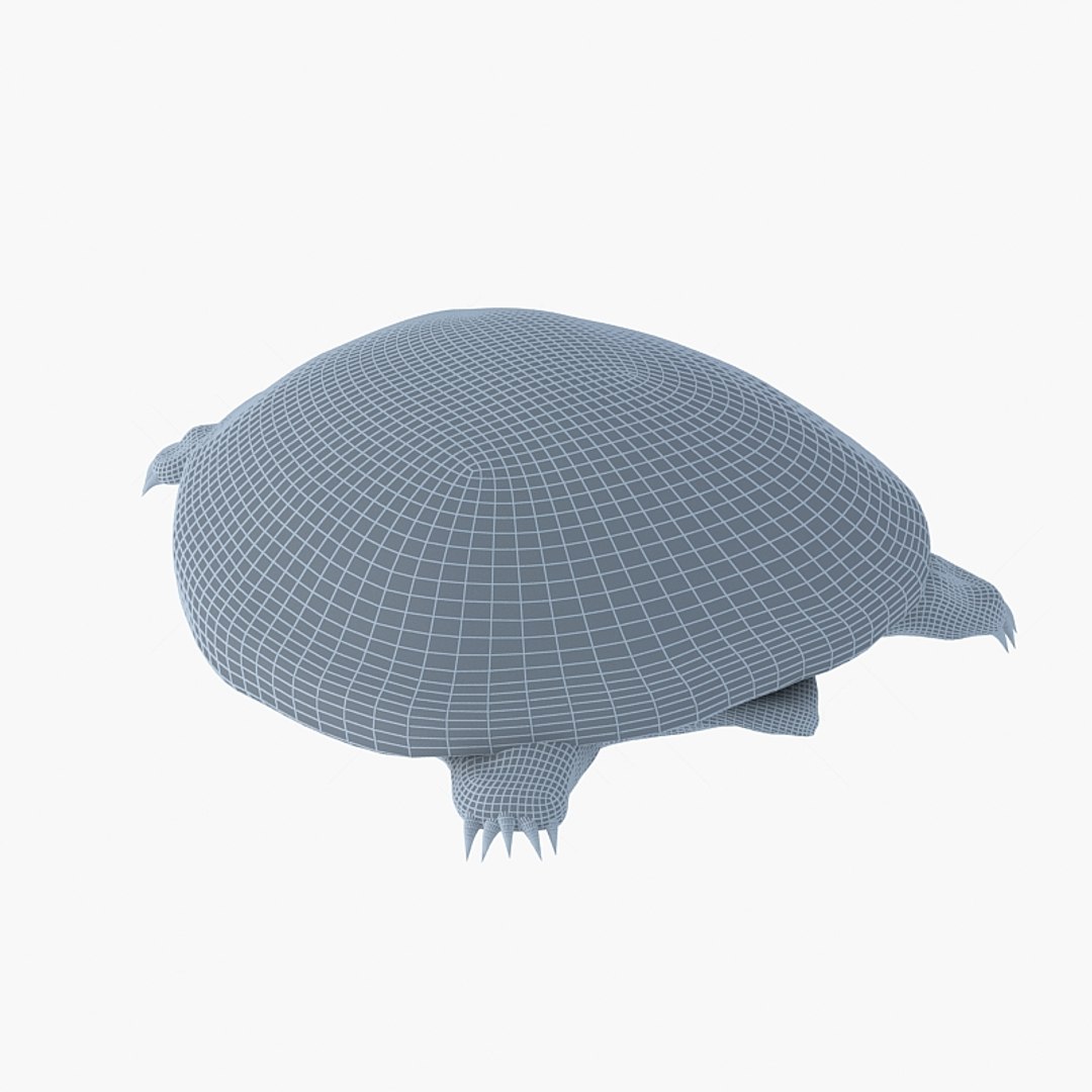 3D Turtle Trionyx Sinensis Model - TurboSquid 1495130