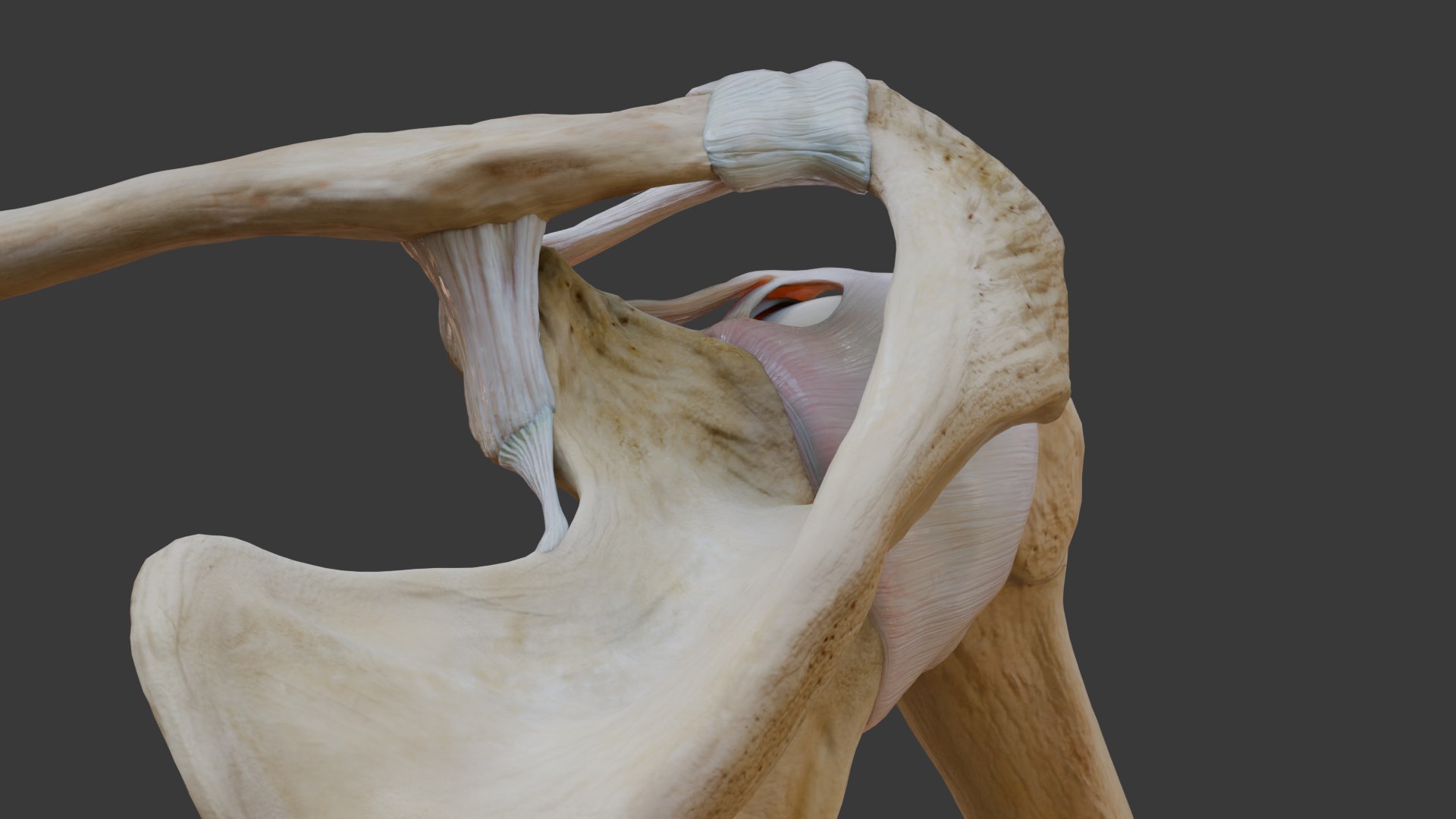 Ligaments Of The Shoulder Joint Model - TurboSquid 2182761