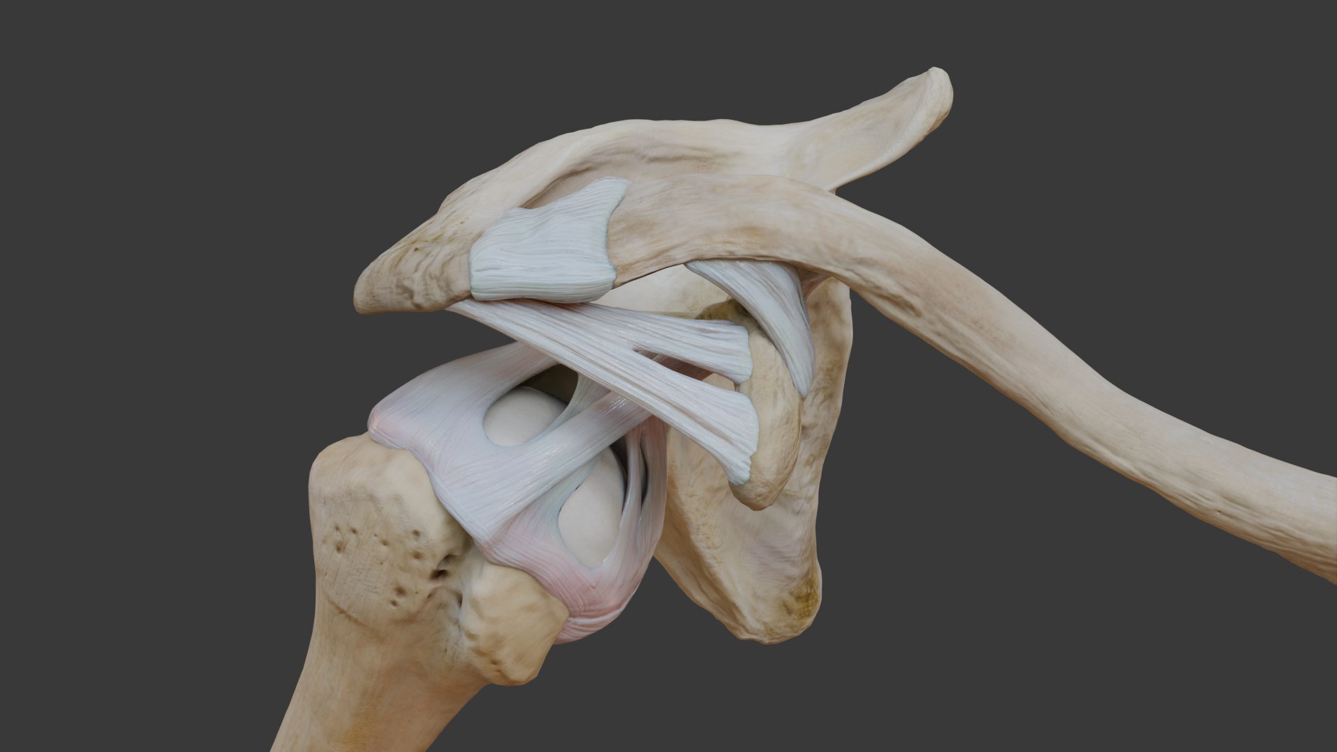 Ligaments Of The Shoulder Joint Model - TurboSquid 2182761
