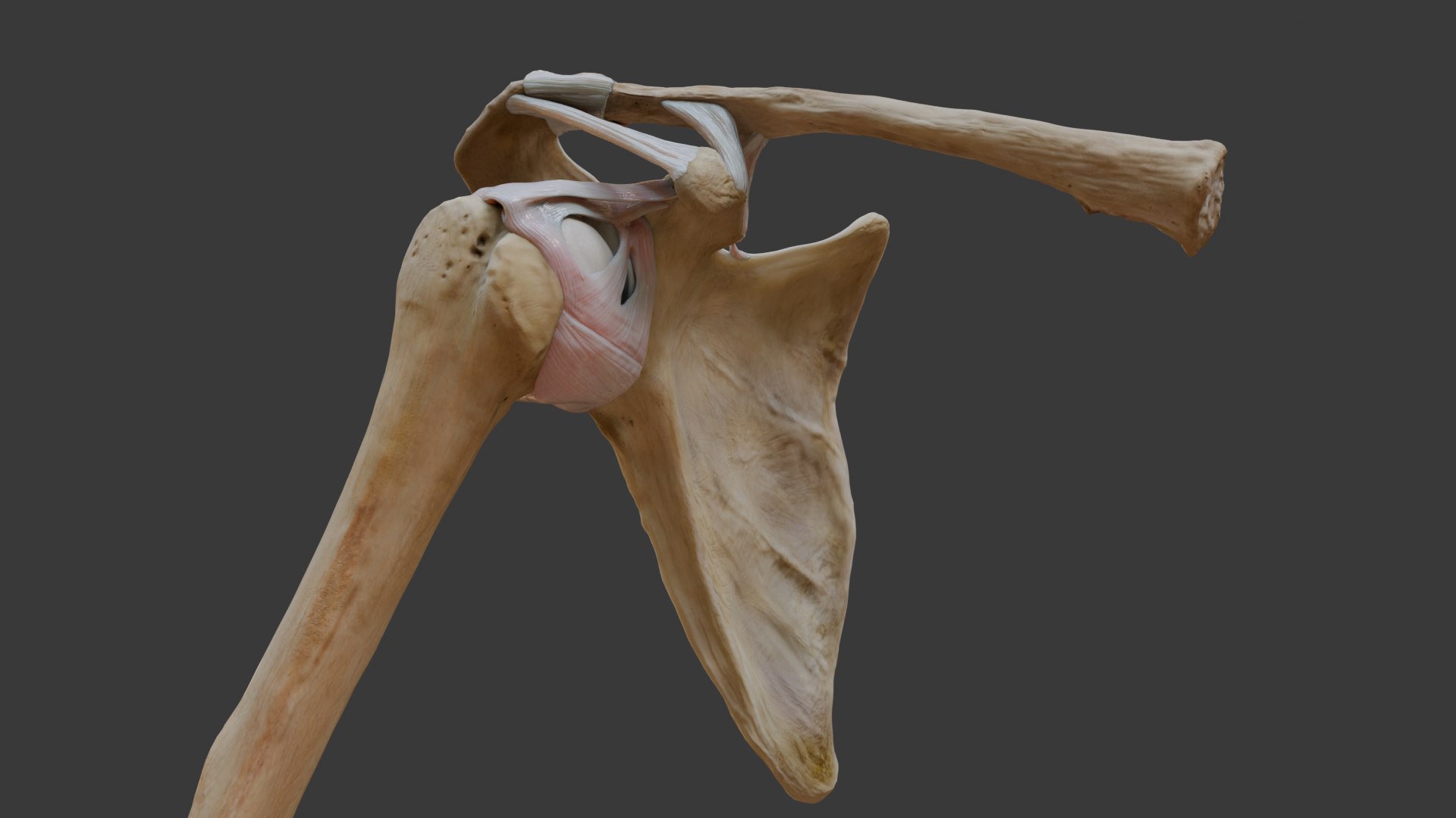 Ligaments Of The Shoulder Joint Model - TurboSquid 2182761