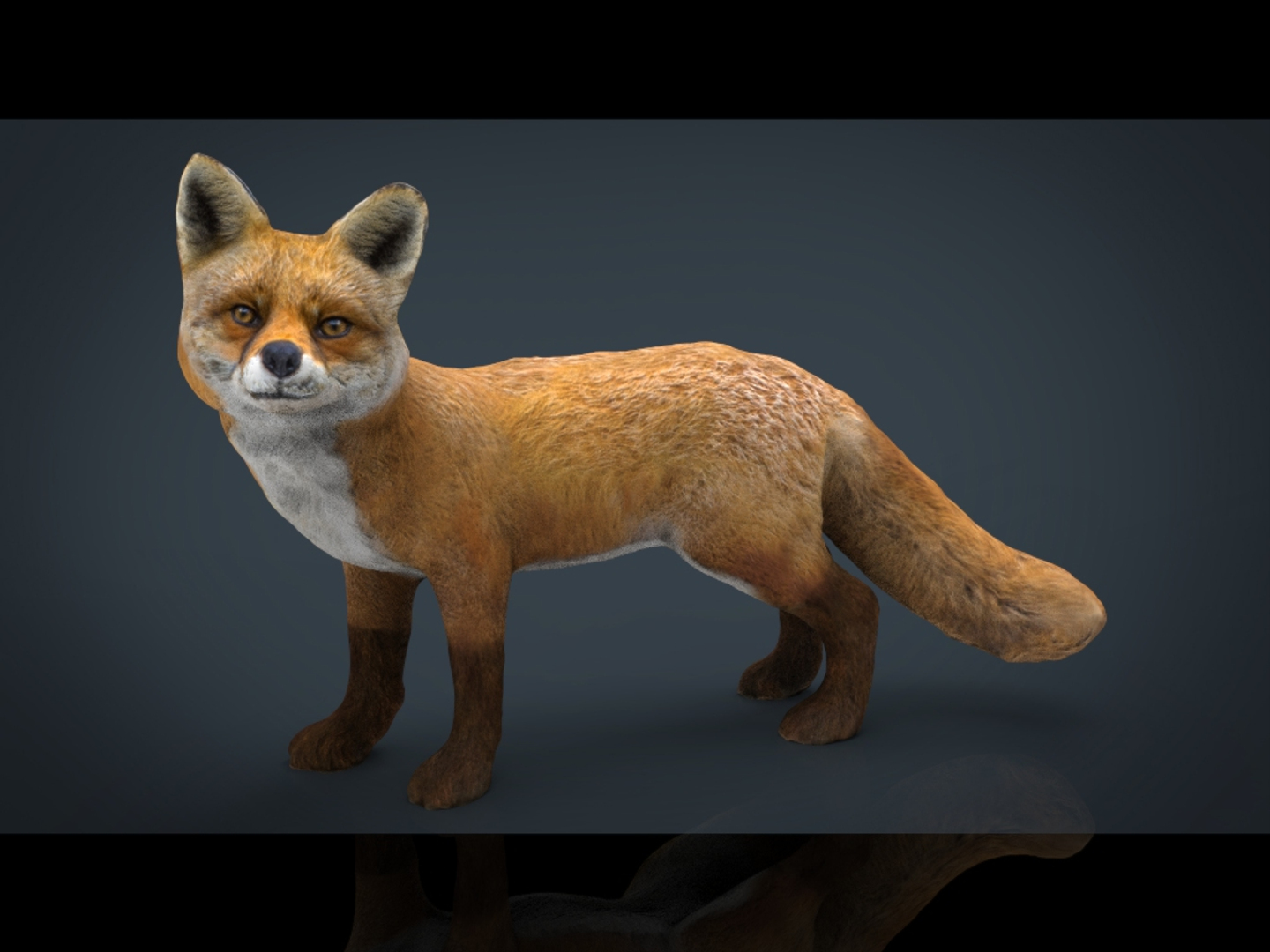 3D Hd Fox - TurboSquid 1149107