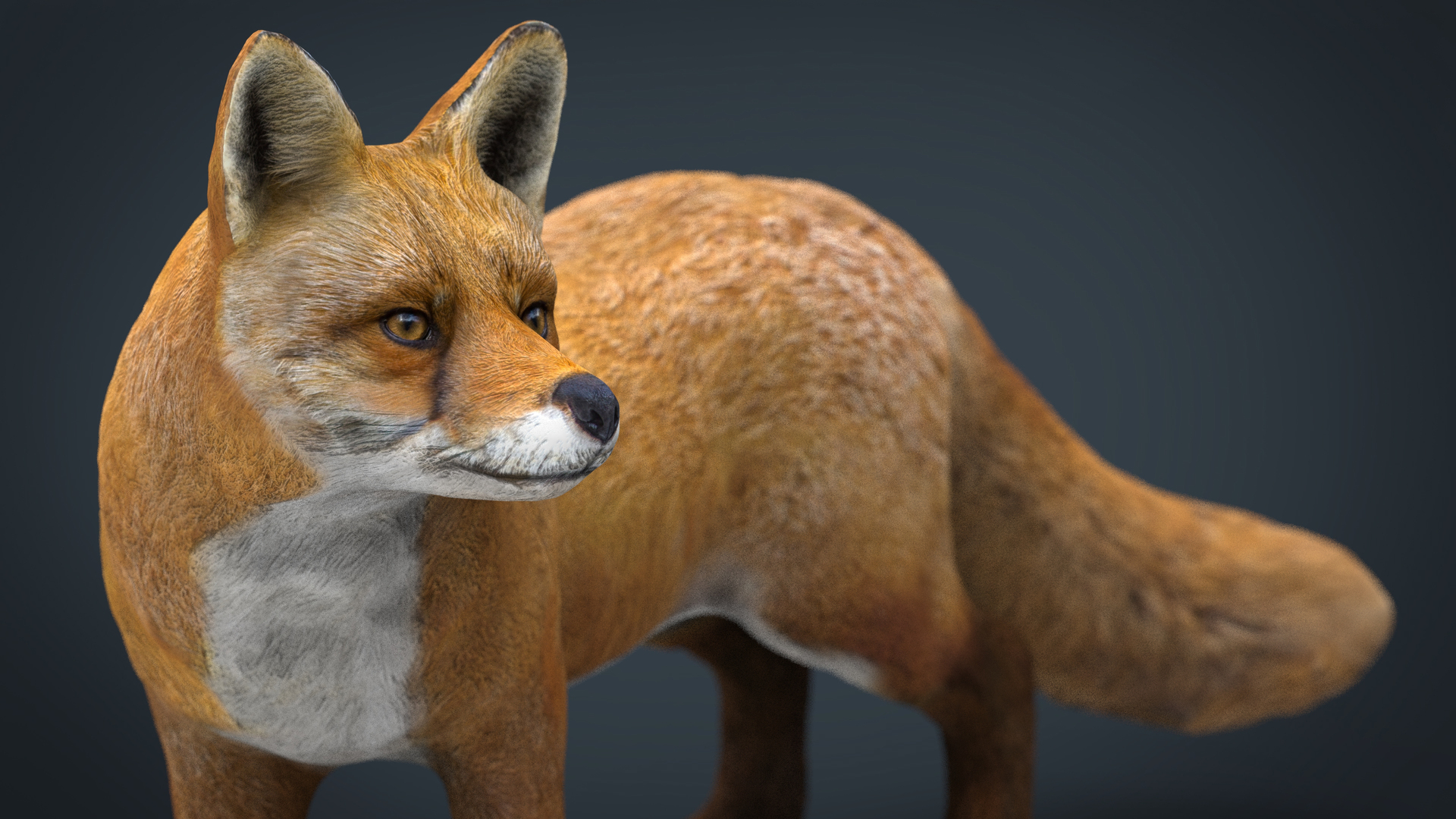 3D hd fox - TurboSquid 1149107