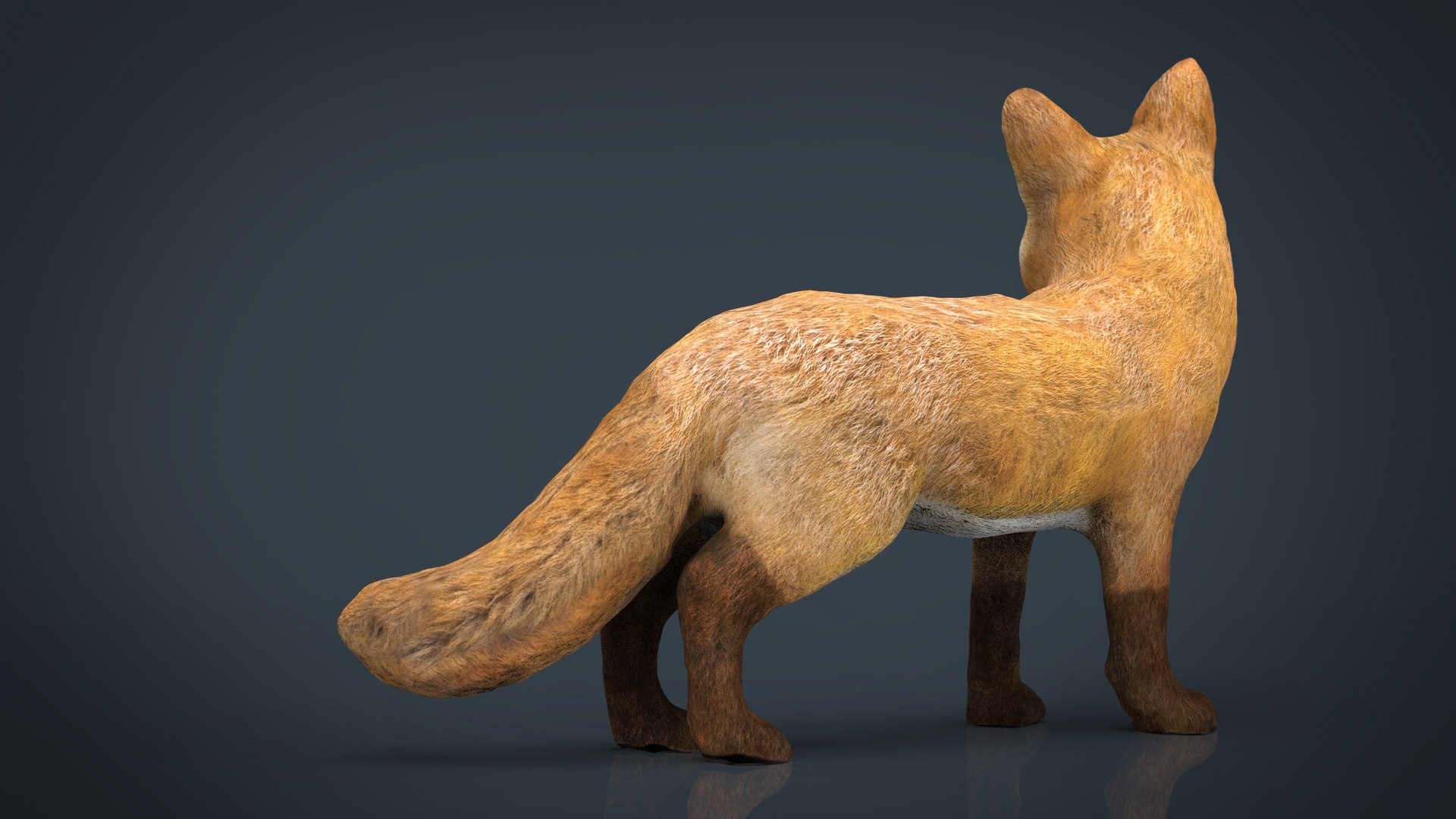 3D Hd Fox - TurboSquid 1149107