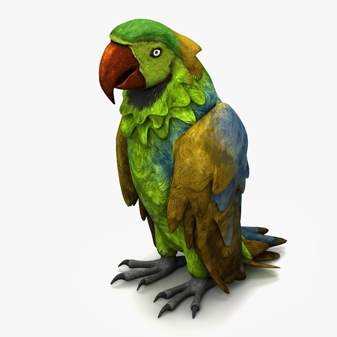 parrot species max