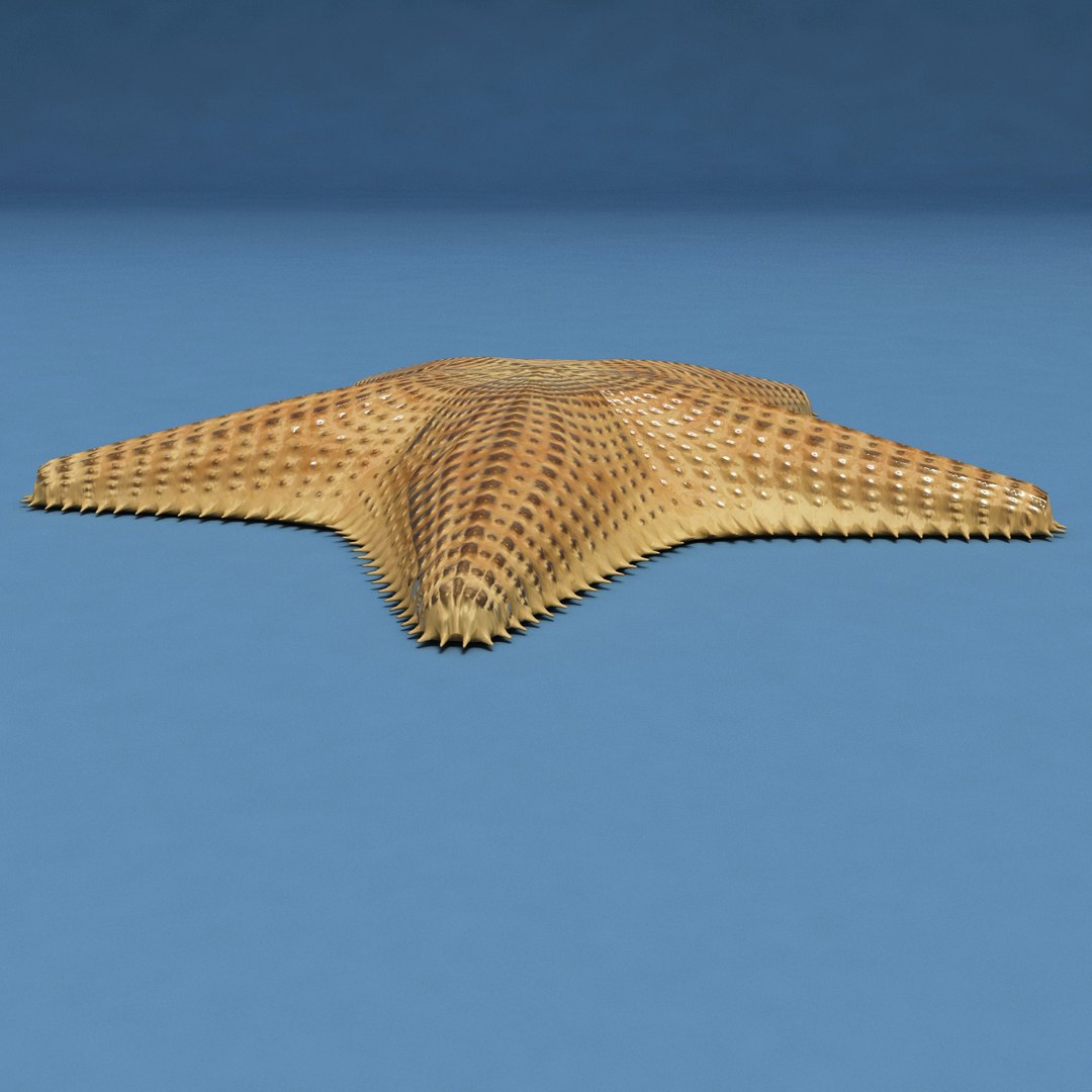 Sea Star 3d Model