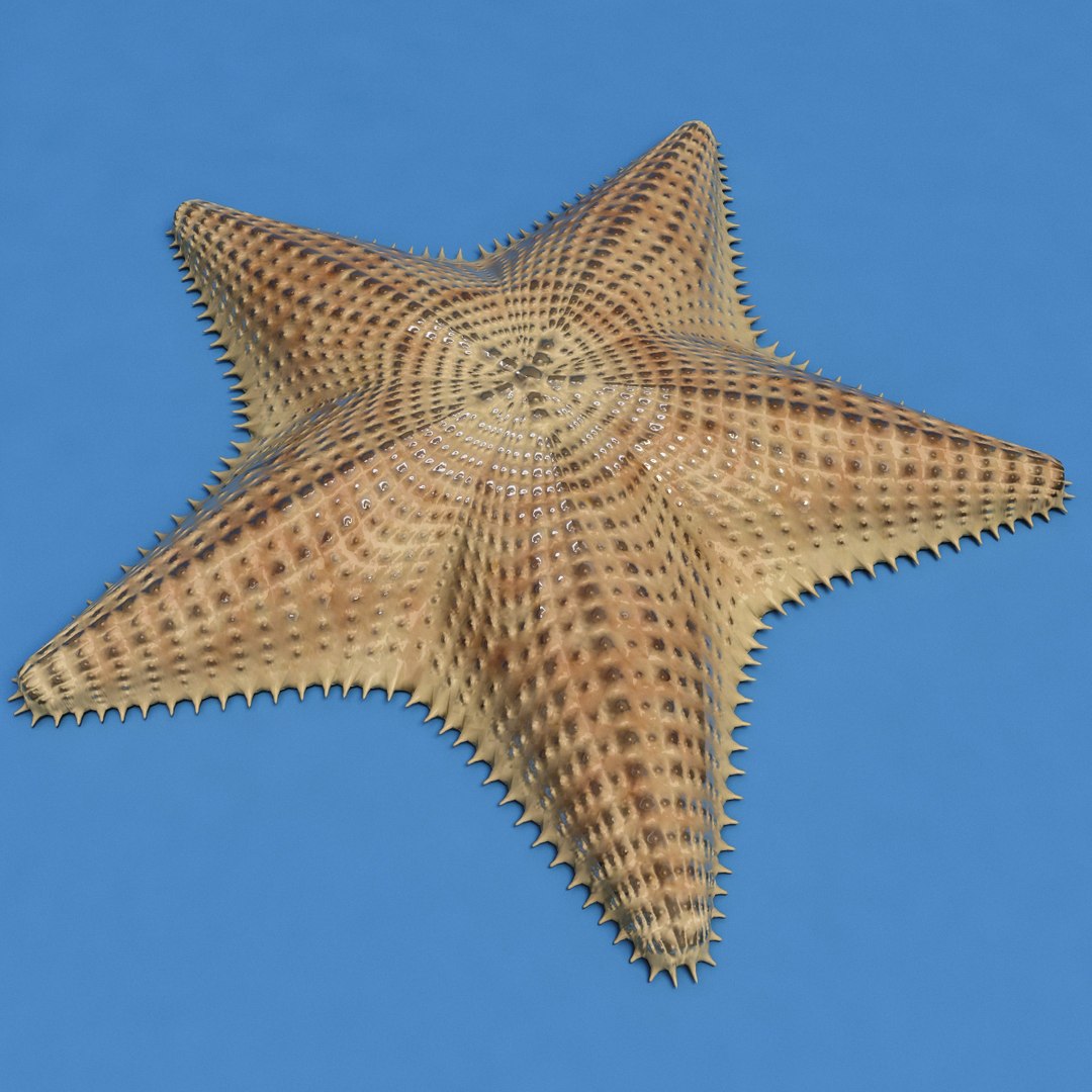 Sea Star 3d Model
