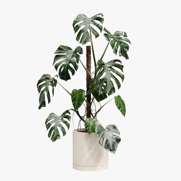 modelo 3d Modelo 3D preciso de Monstera Deliciosa de alta poli de 100 ...