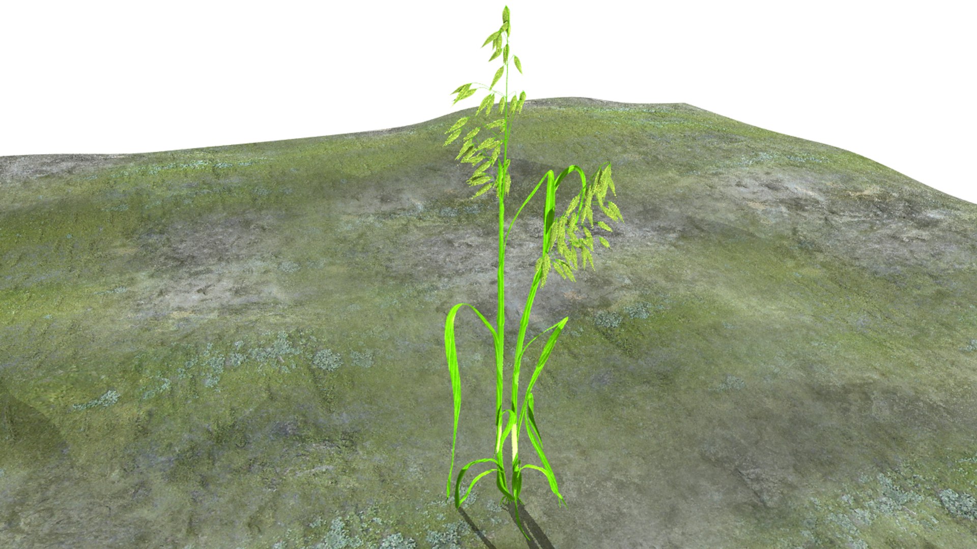 3d Model Oat Plant