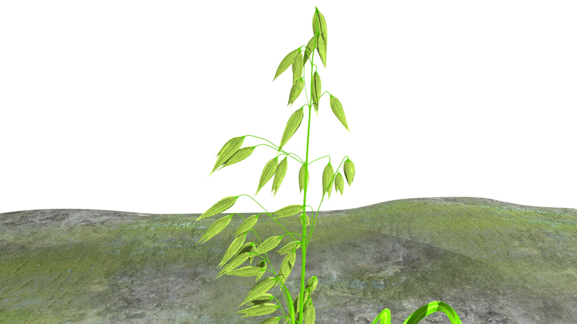 3d Model Oat Plant