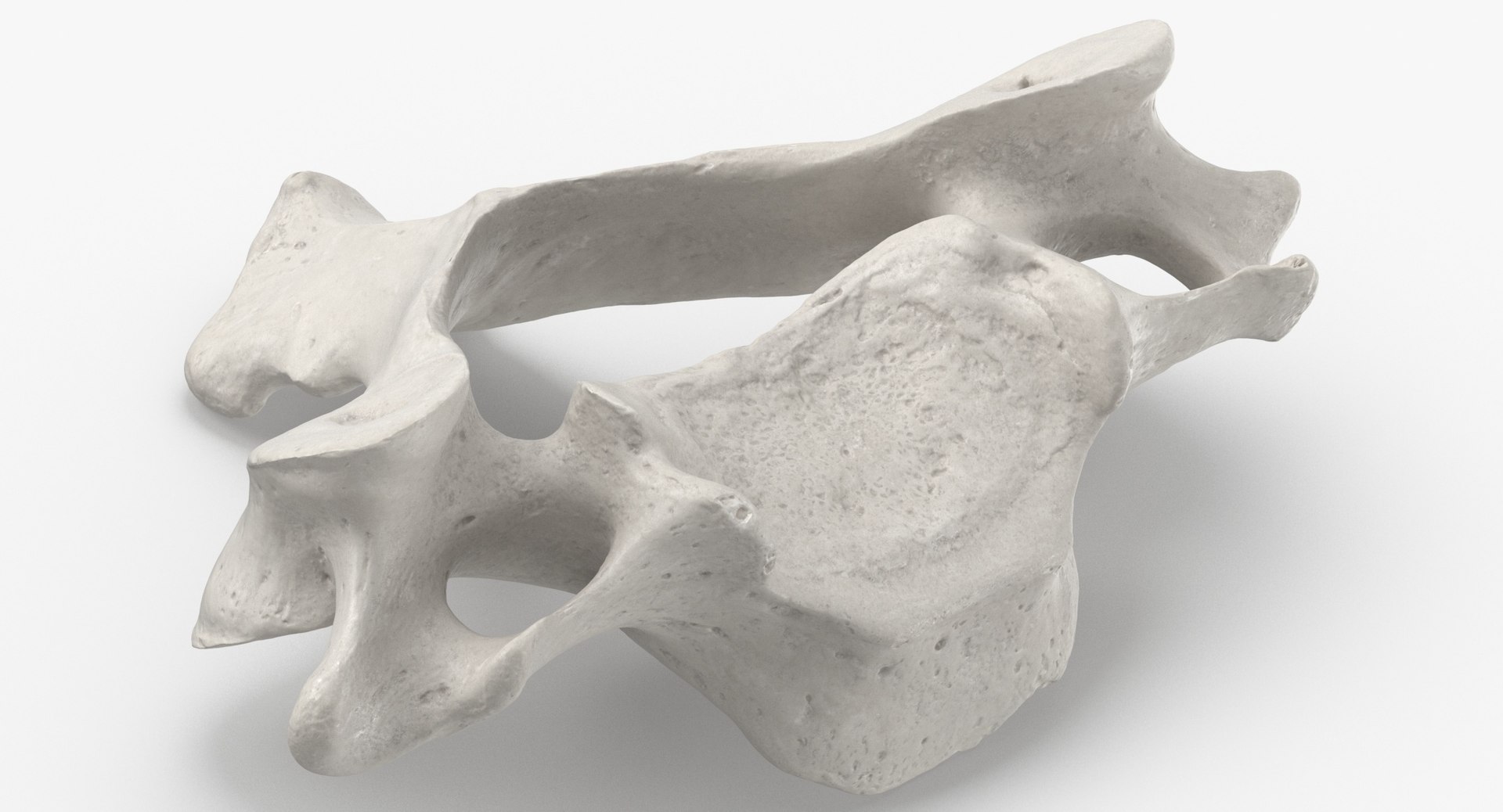 3D Cervical Vertebrae C3 C6 Model - TurboSquid 1567909