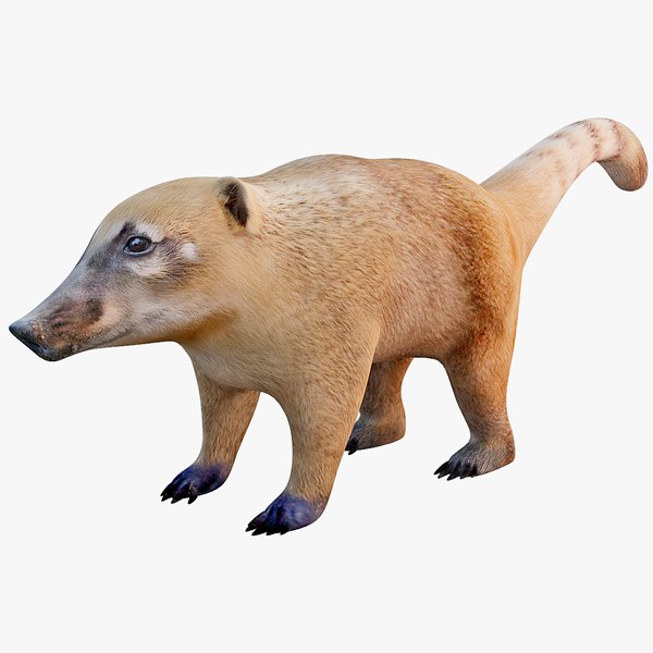 Nasua 3D Models for Download | TurboSquid