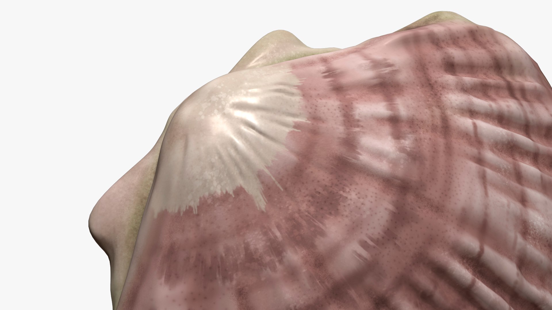 3D Seashell model - TurboSquid 1738649