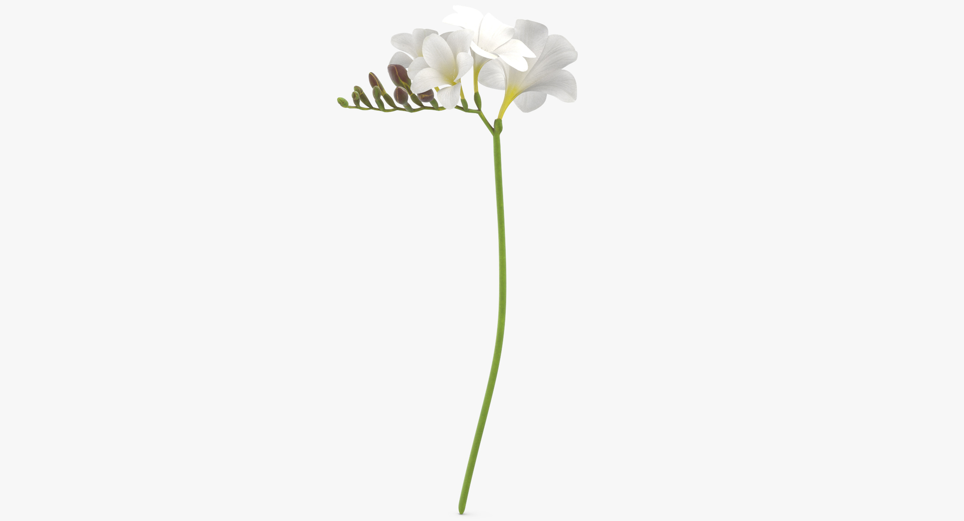 3D Freesia White - Model - TurboSquid 1374841
