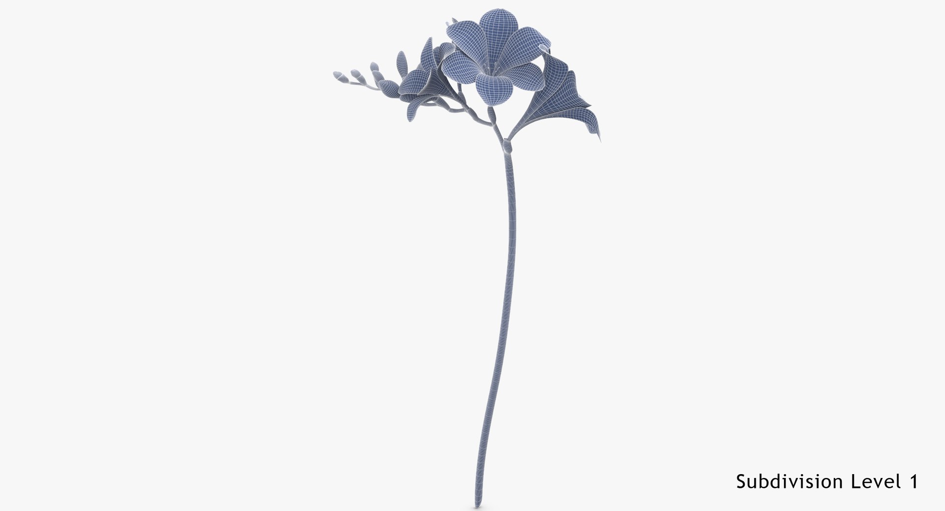 3D Freesia White - Model - TurboSquid 1374841