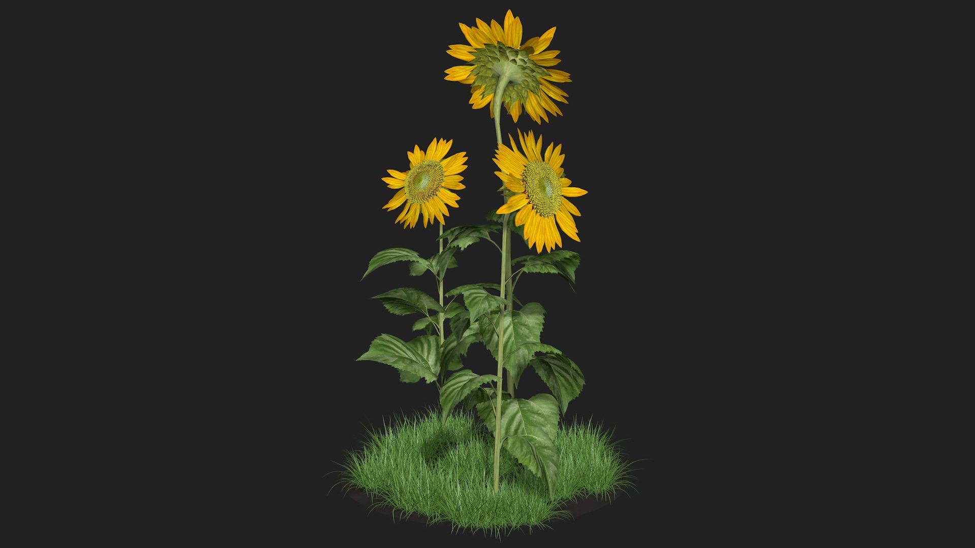 Three Sunflowers 3D Model - TurboSquid 1809167
