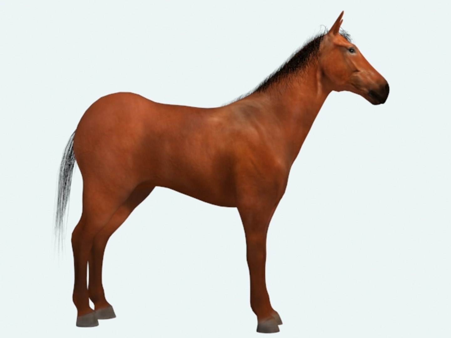 Horse Animation 3d Model