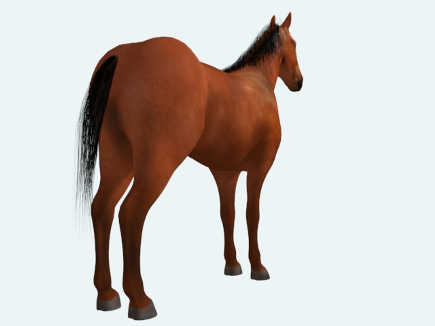 Horse Animation 3d Model