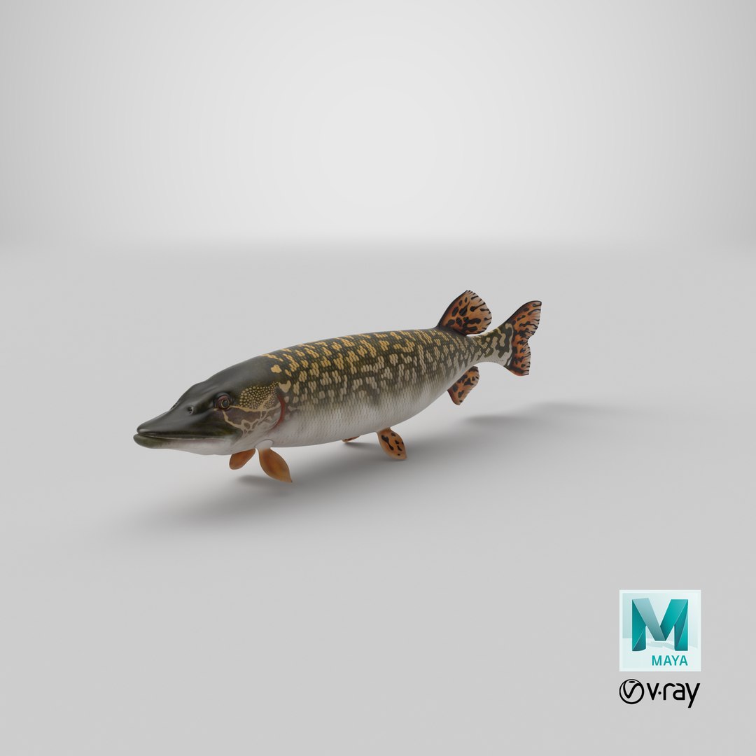 Pike fish swimming pose 3D model - TurboSquid 1584585