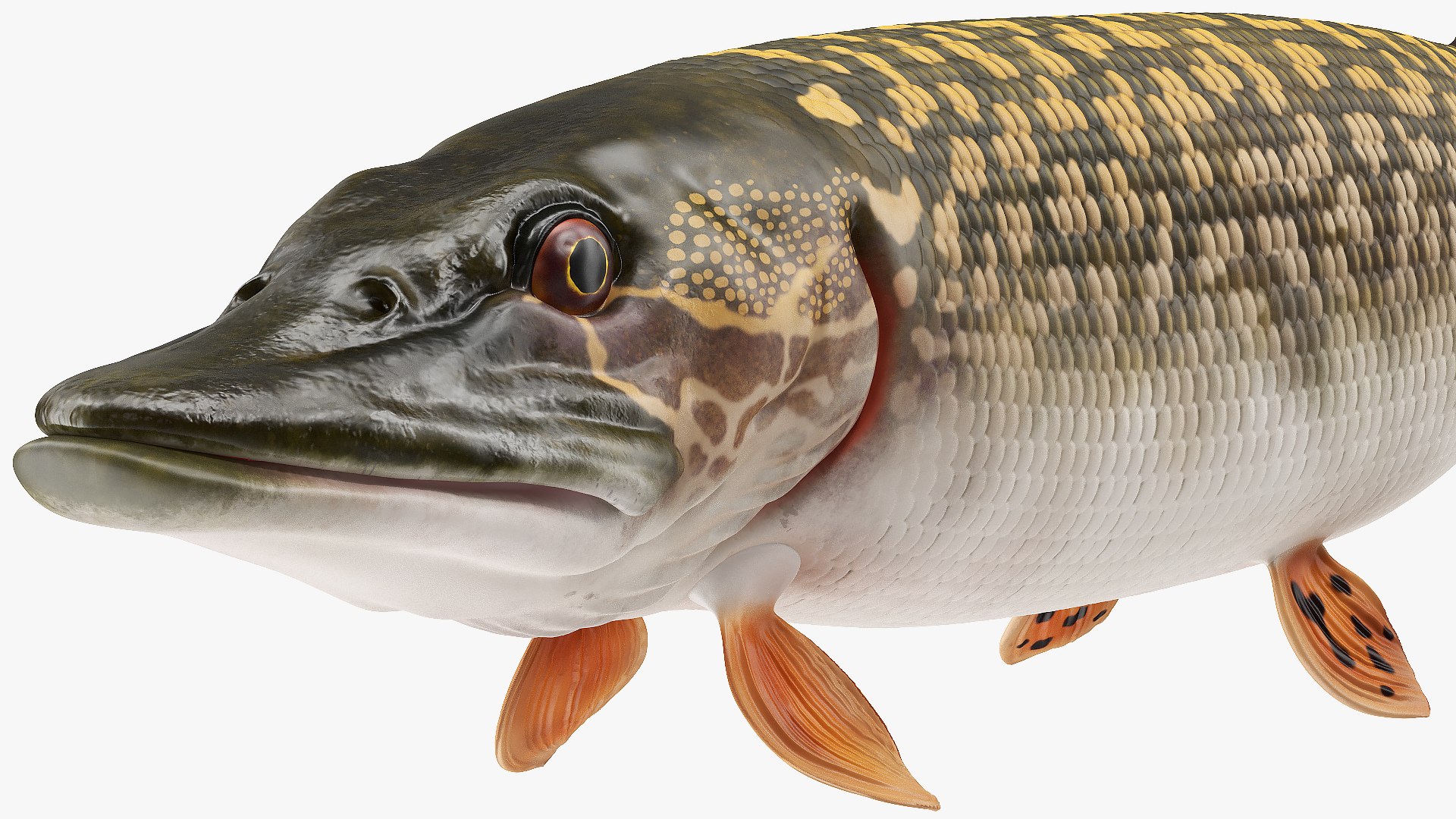 Pike fish swimming pose 3D model - TurboSquid 1584585